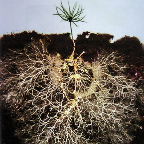 Mysterious Mycelium: It Matters to Plants - North Carolina Native Plant ...