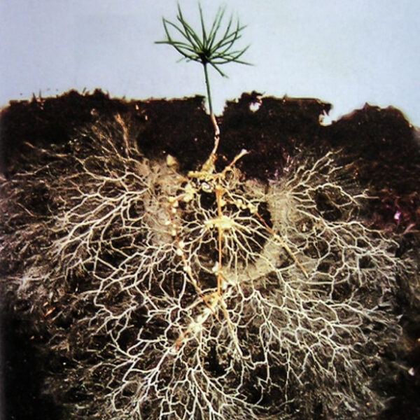 Mysterious Mycelium: It Matters to Plants - North Carolina Native Plant ...