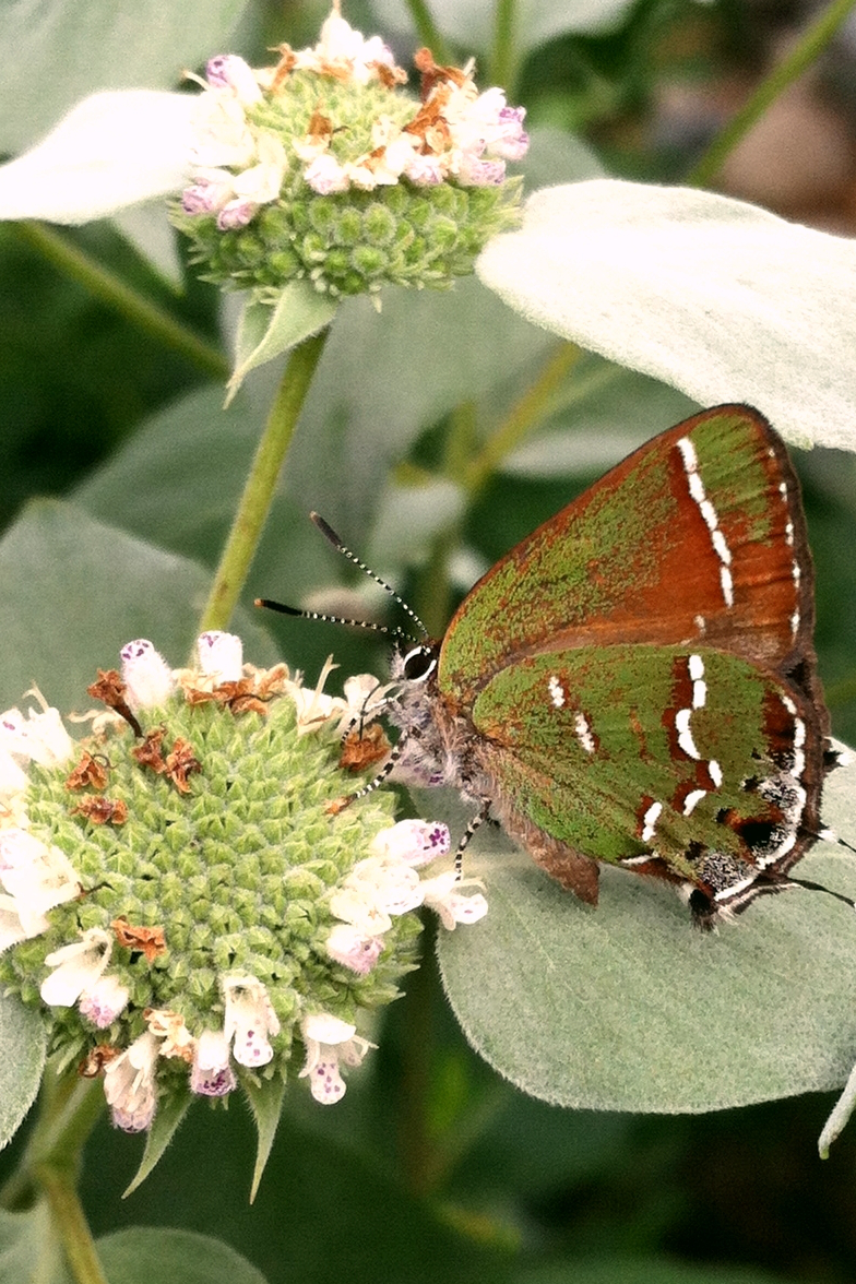 Why Are Pollinators Important? - North Carolina Native Plant Society