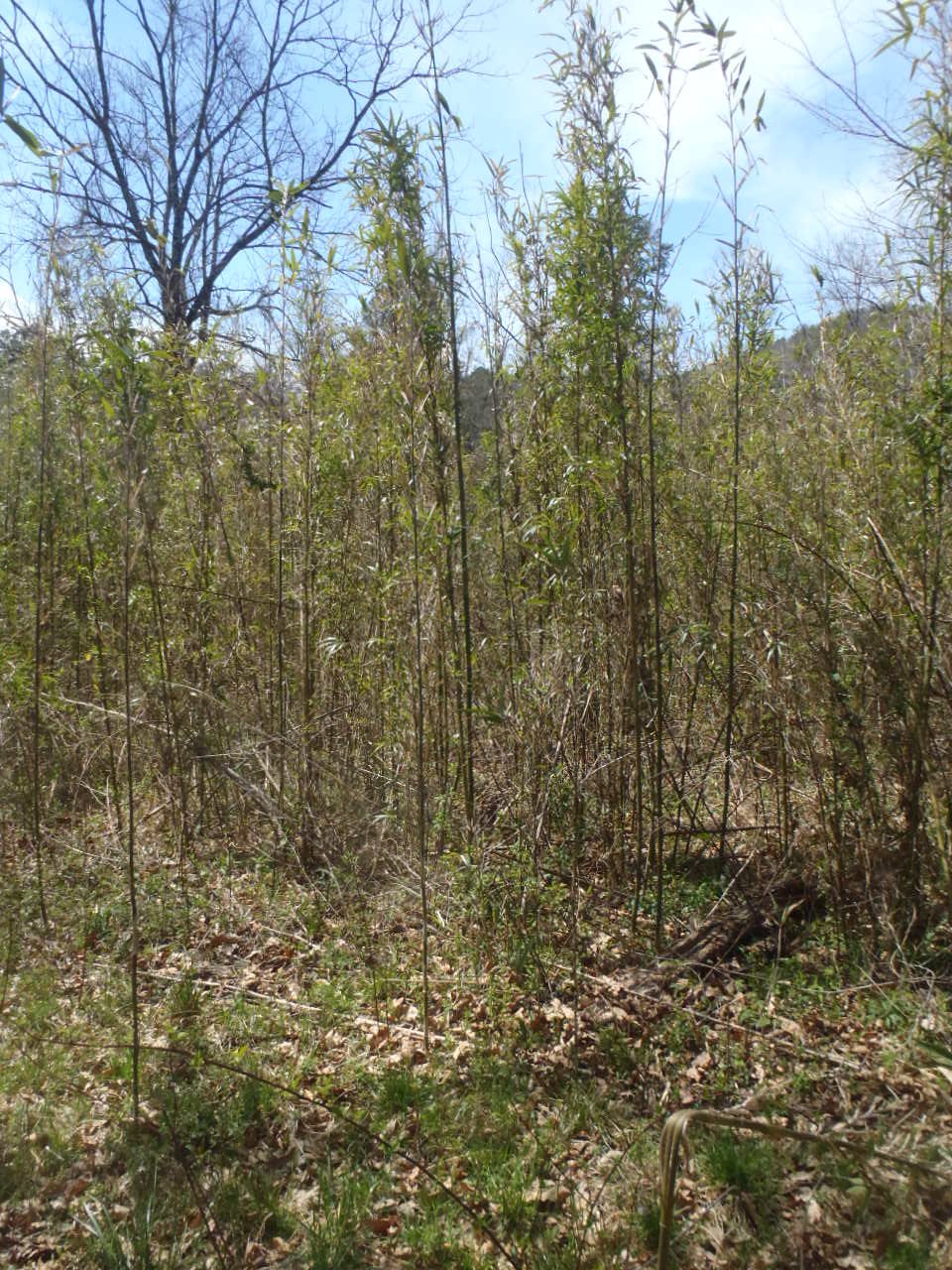 River Cane (Arundinaria gigantea) Protects River Banks - North Carolina ...