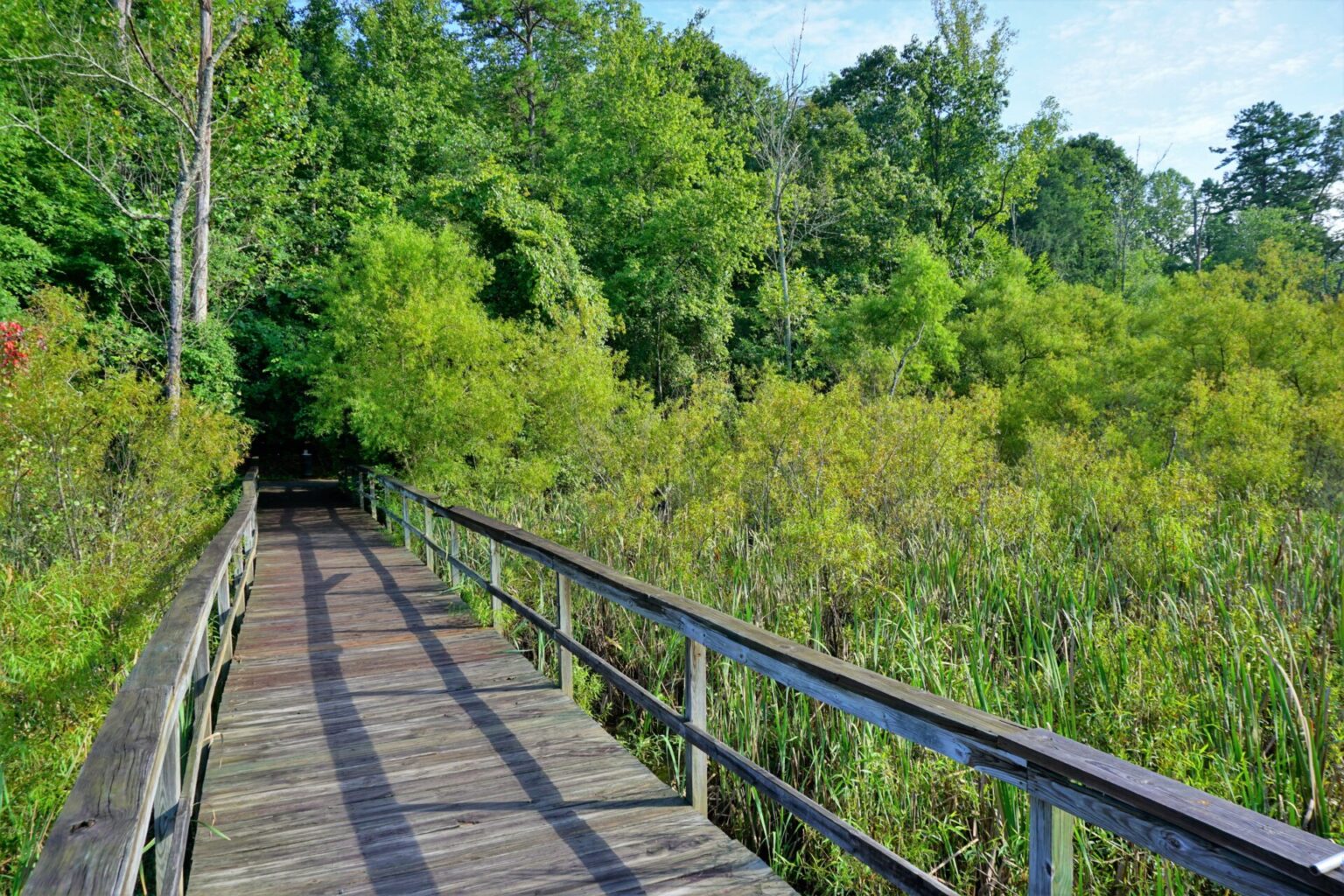 Kristie Gianopulos - Carolina Wetlands (via Zoom) - North Carolina Native Plant Society